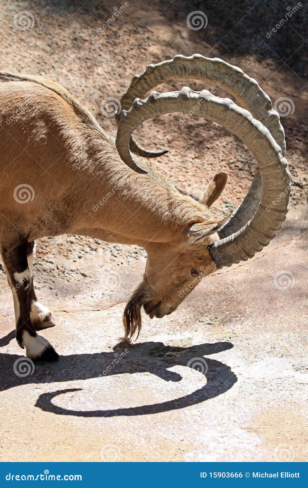 Ibex stock photo. Image of curved, creatures, nature - 15903666