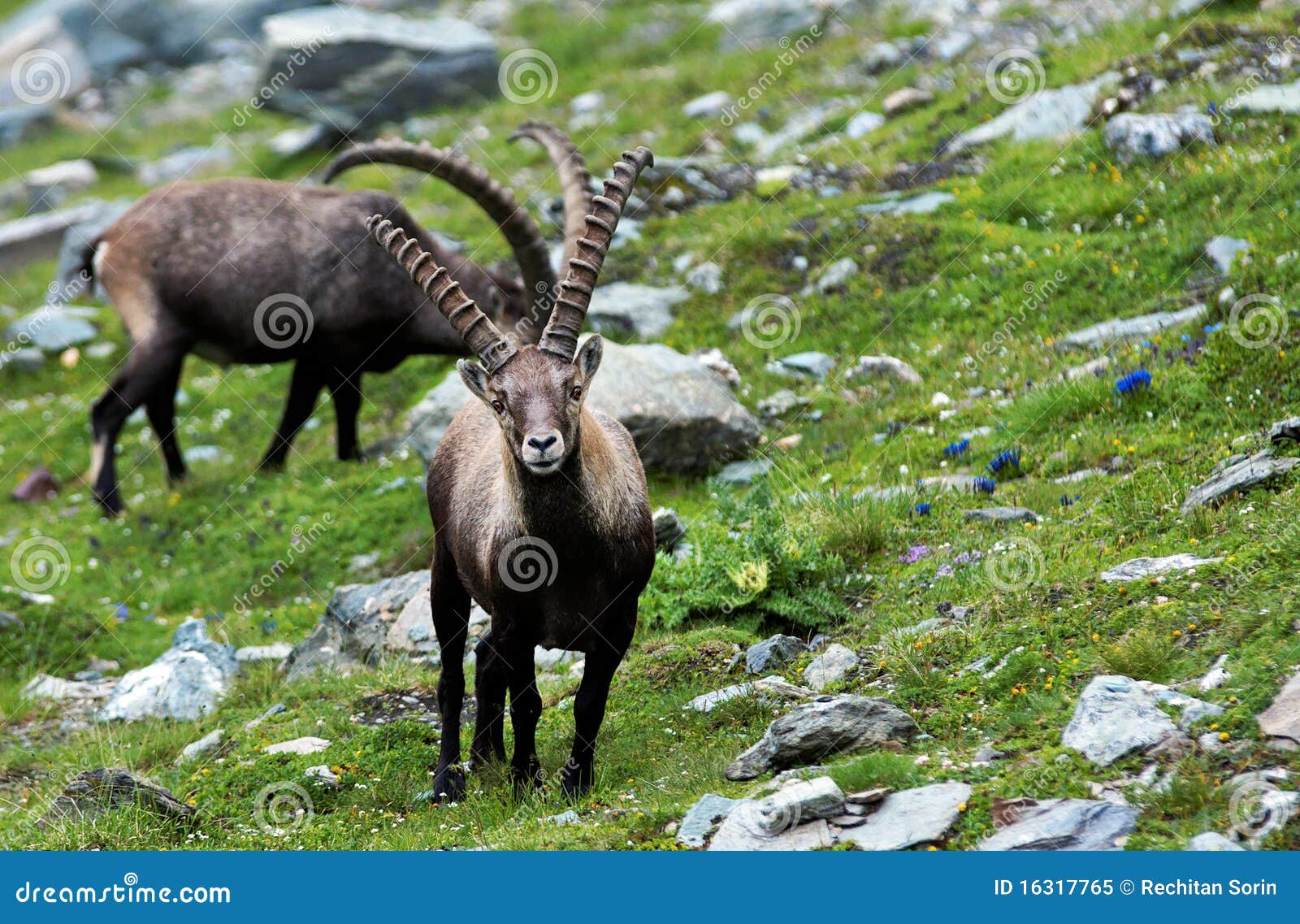 Ibex stock image. Image of wildlife, behavior, wild, horn - 16317765