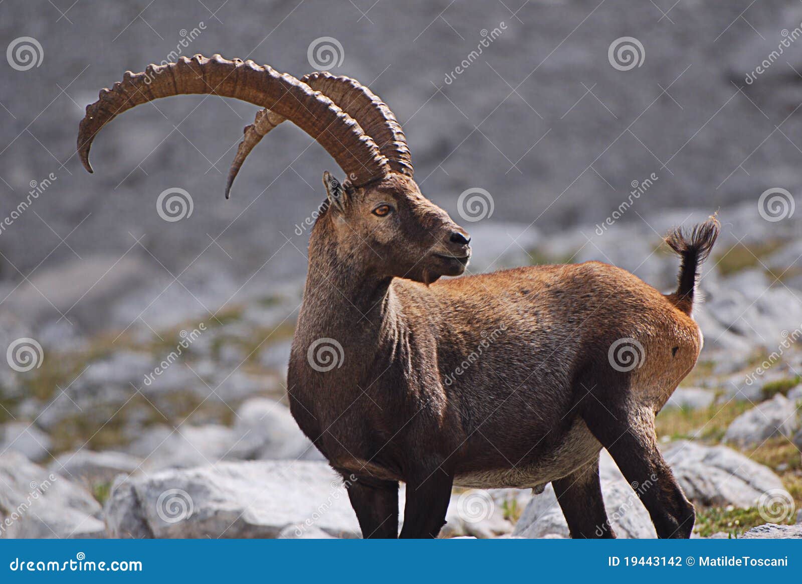Ibex stock photo. Image of horn, animal, italy, habitat - 19443142