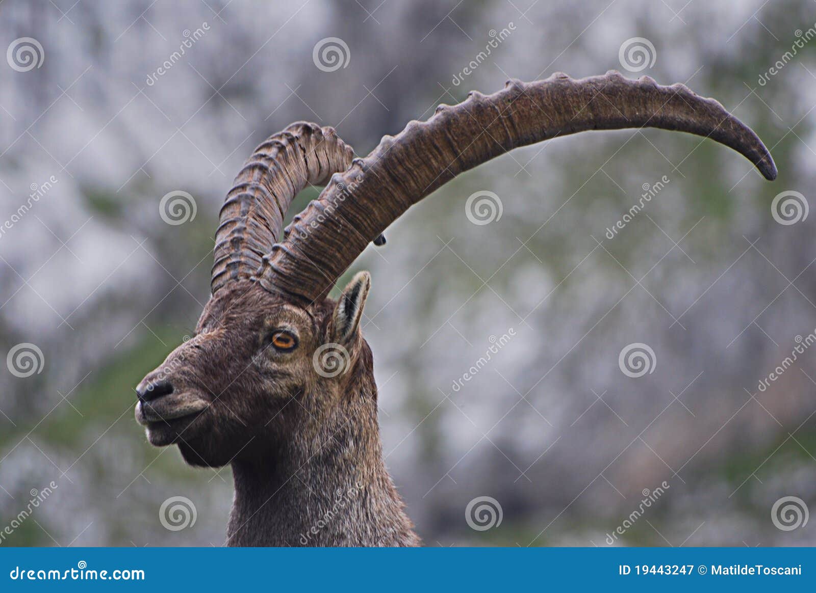 Ibex stock image. Image of europe, conservation, grass - 19443247