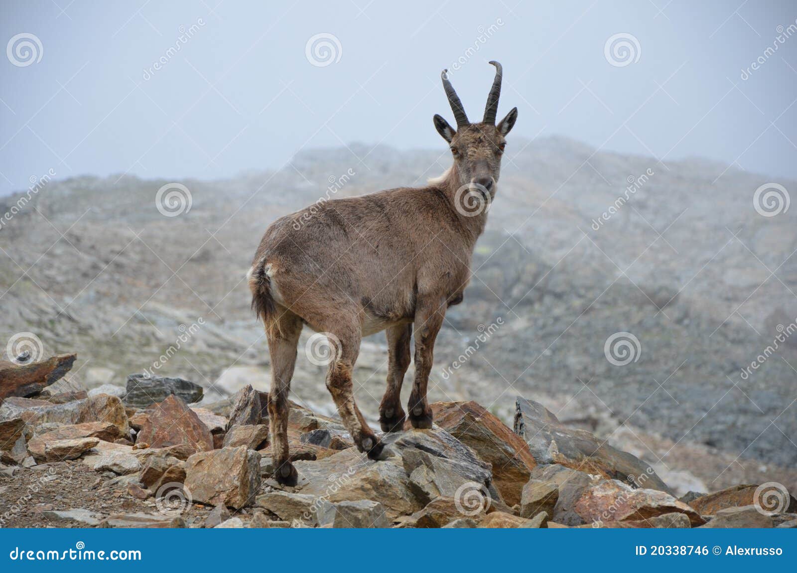IBEX stock photo. Image of stones, female, alpine, nature - 20338746