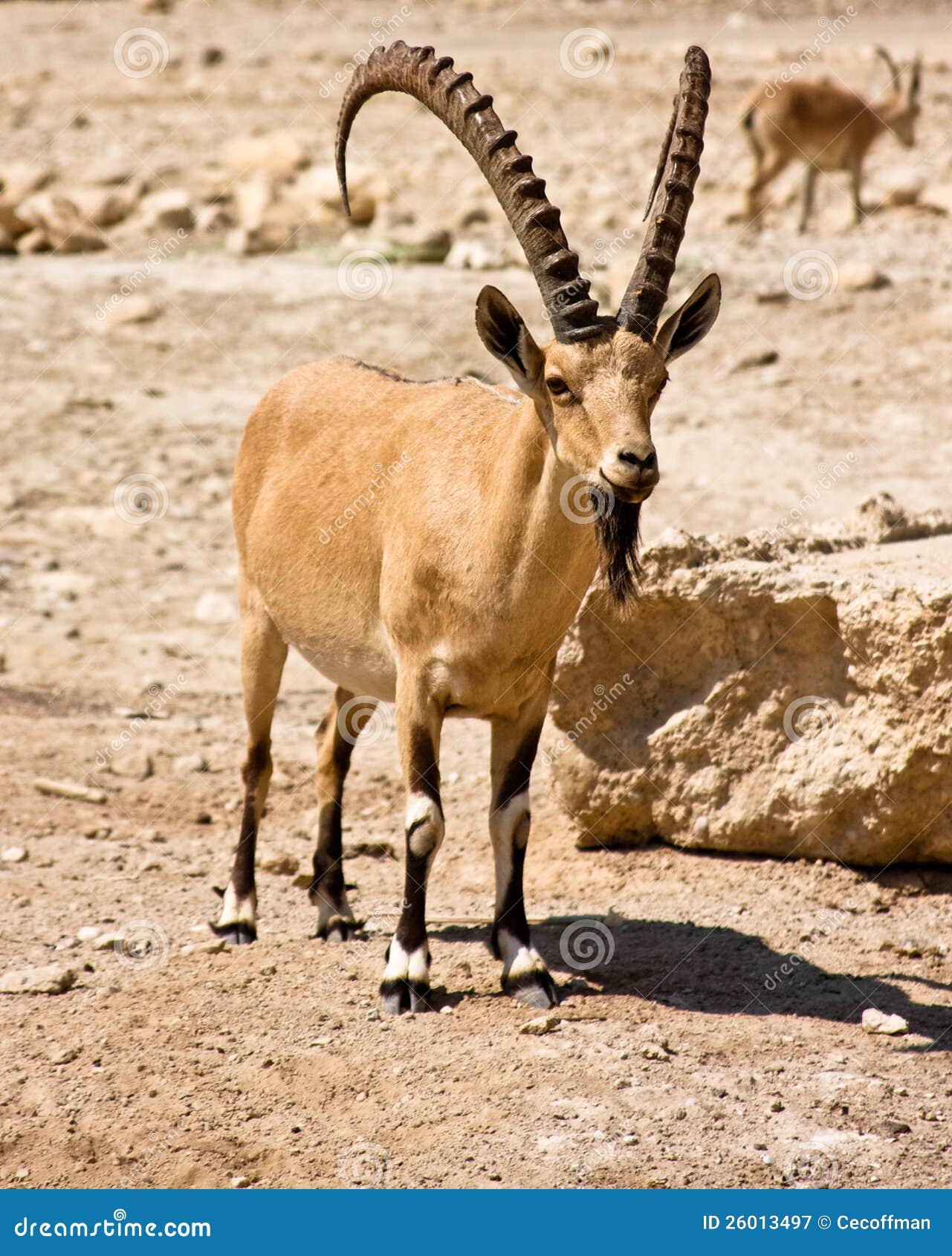 Ibex stock image. Image of east, nature, animal, mediterranean - 26013497