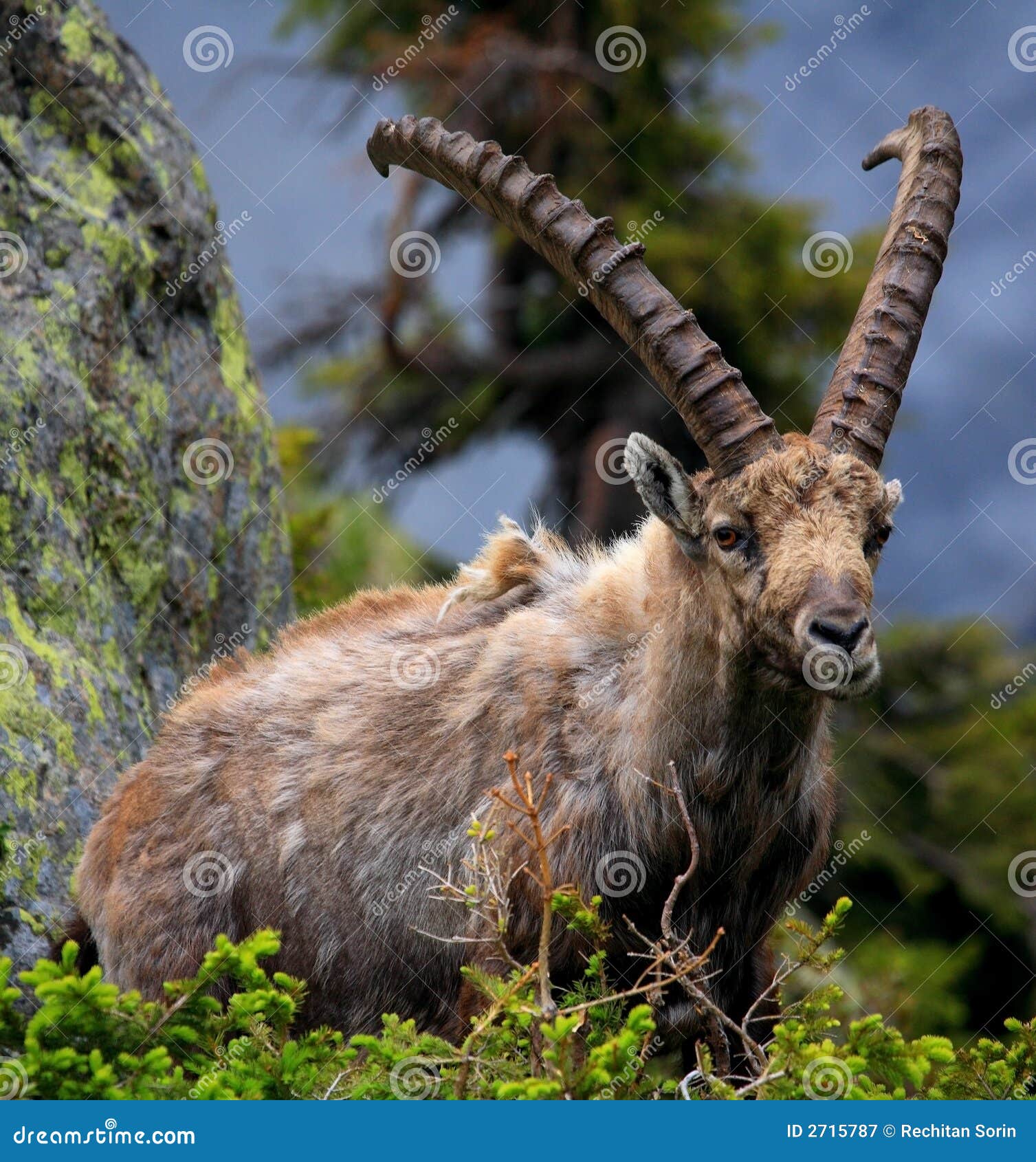 Ibex stock image. Image of eyes, ibex, horn, alps, lonely - 2715787
