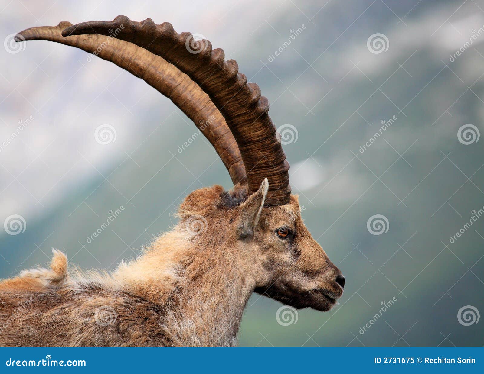 Ibex stock image. Image of france, grass, mouth, head - 2731675