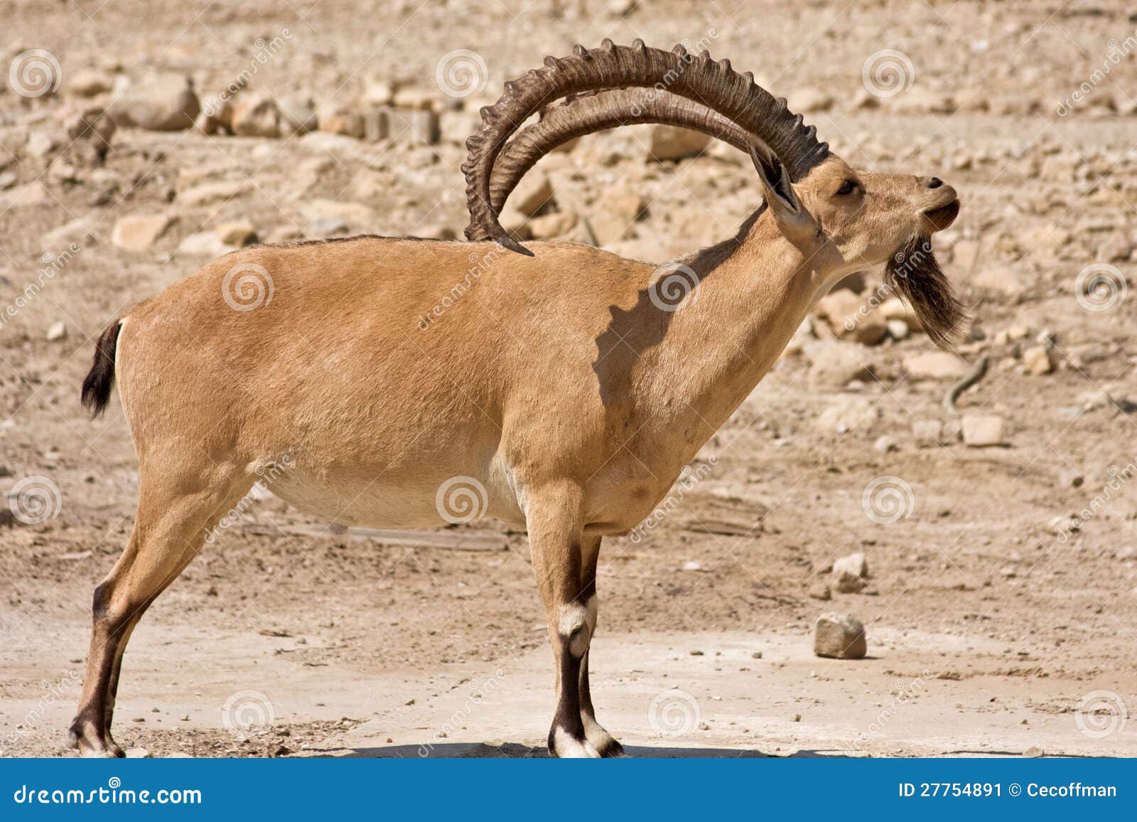 Ibex stock image. Image of horns, gedi, mediterranean - 27754891