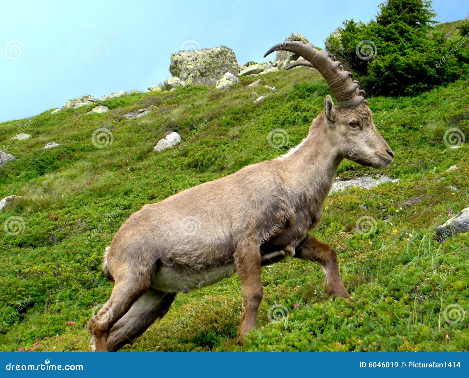 Ibex stock image. Image of mammal, habit, lonely, endangered - 6046019