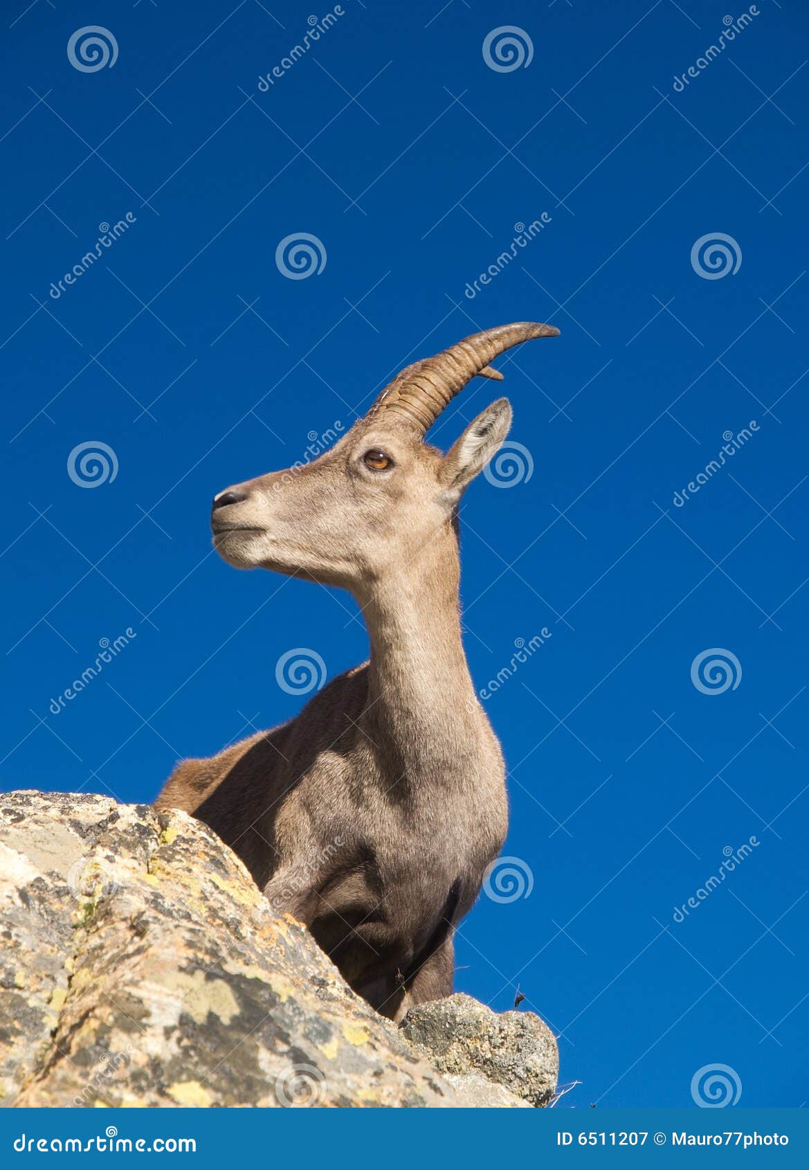 Ibex stock image. Image of trekking, wild, blue, sunny - 6511207