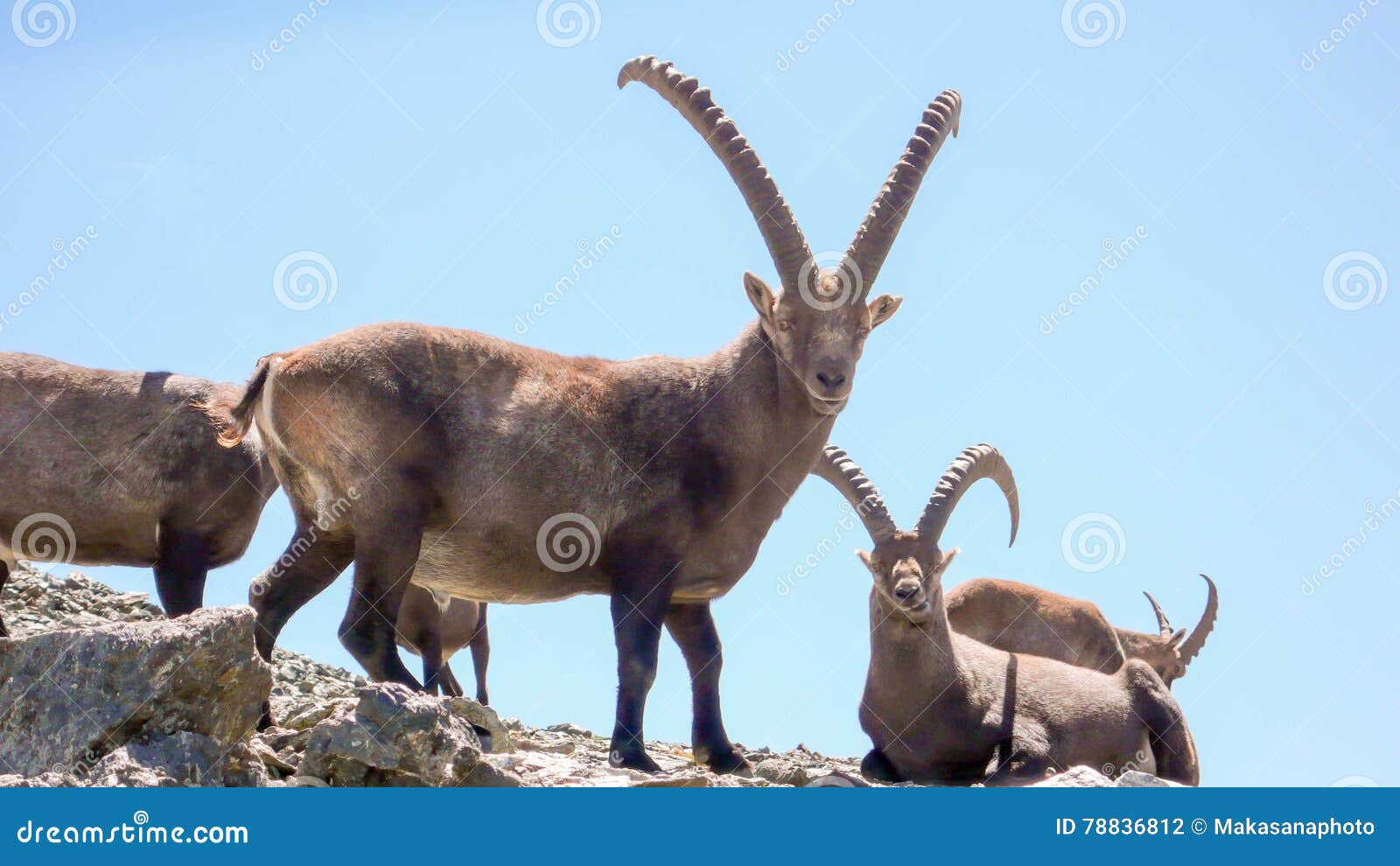 Ibex foto de stock. Imagem de alpes, chifre, bode, montanha - 78836812