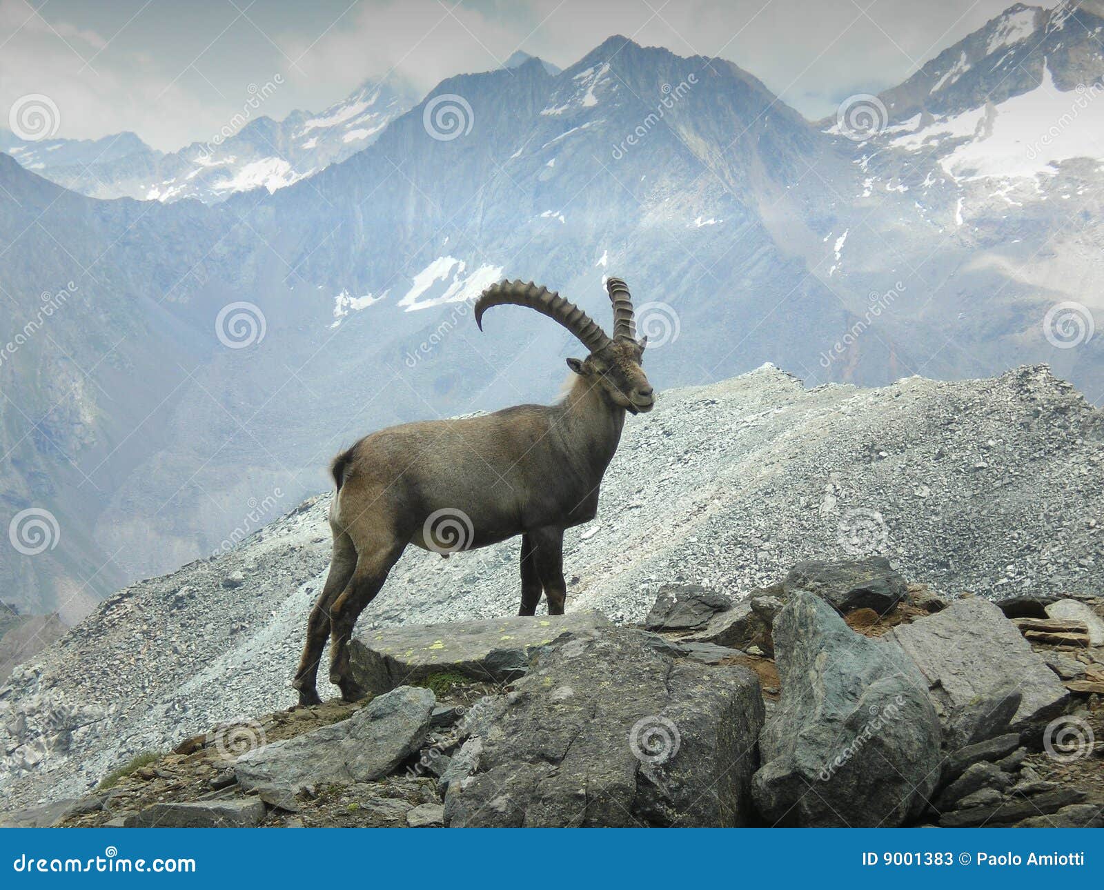 The ibex stock image. Image of bock, stein, horn, rock - 9001383