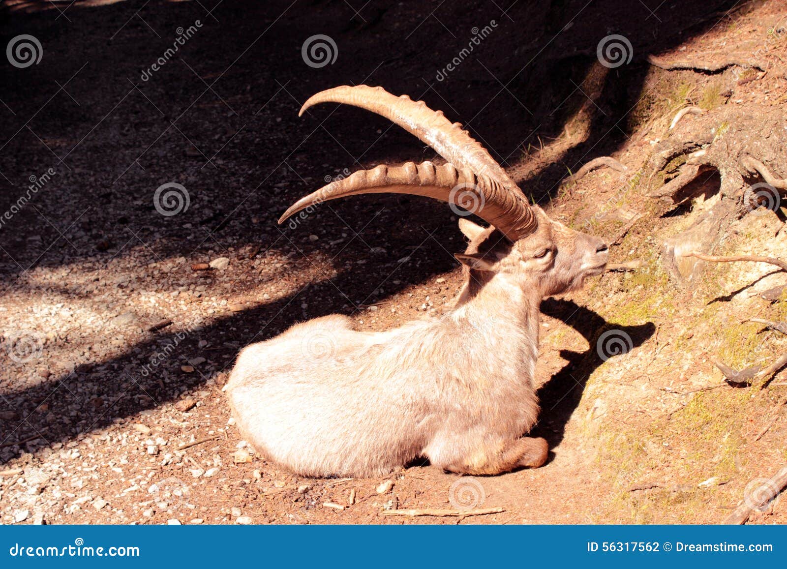Ibex Making Stock Photos - Free & Royalty-Free Stock Photos from Dreamstime