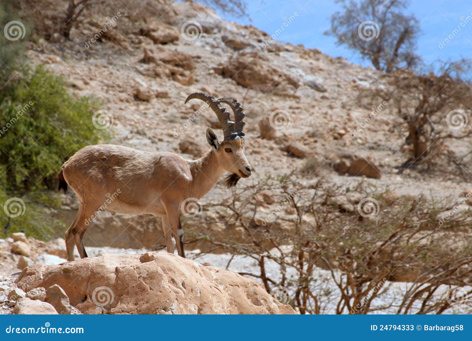Ibex in Ein Gedi National Park, Israel Stock Image - Image of summer ...