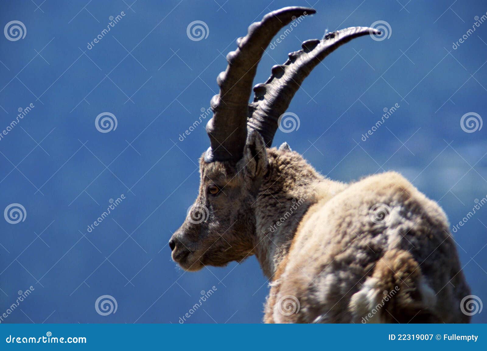 Ibex on blue background stock image. Image of national - 22319007
