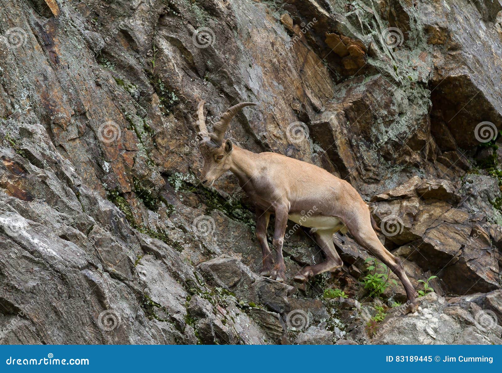 Ibex on rocky cliff stock image. Image of wildlife, habitat - 83189445