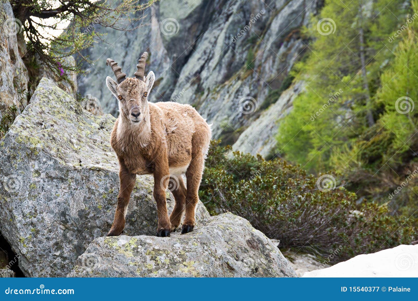 Ibex in Chamonix stock image. Image of tree, europe, rocks - 15540377