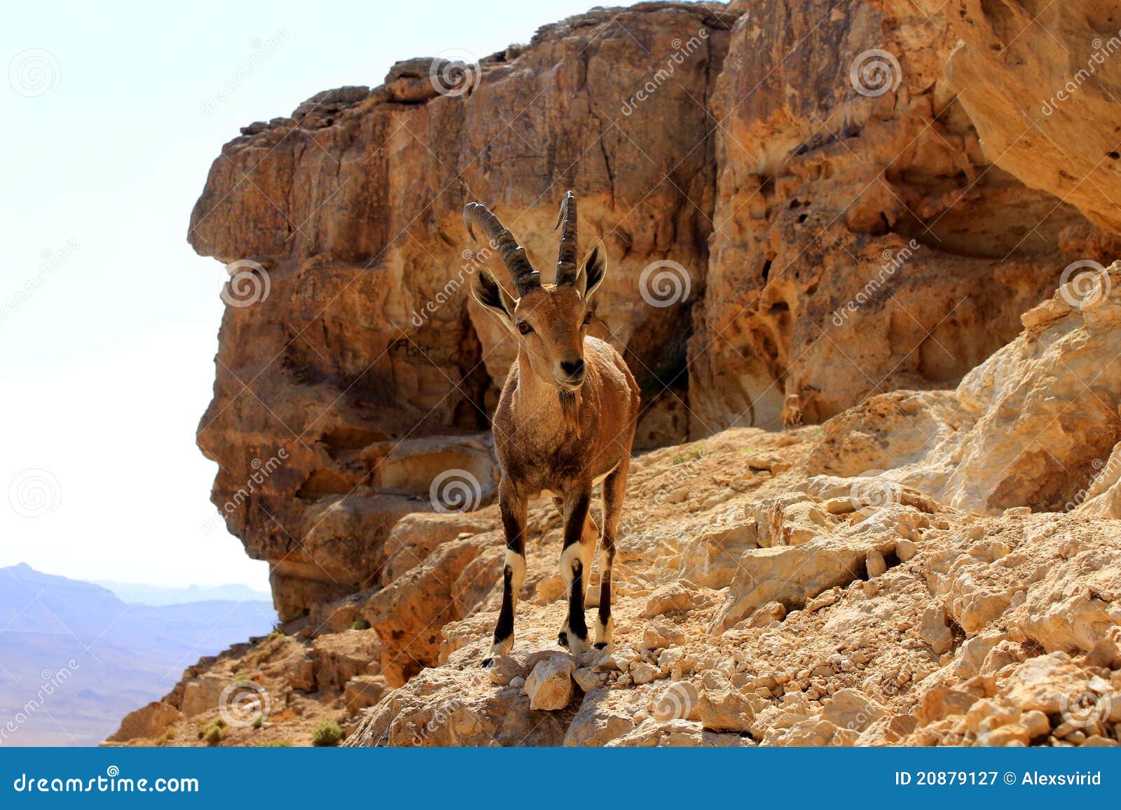 Ibex on the cliff stock image. Image of ibex, israel - 20879127