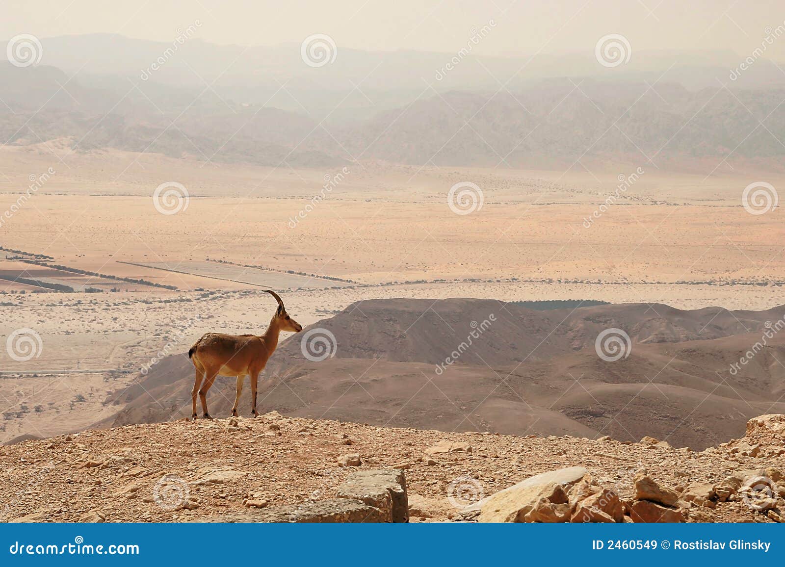 Ibex on the Cliff in Desert. Stock Image - Image of natural, place: 2460549