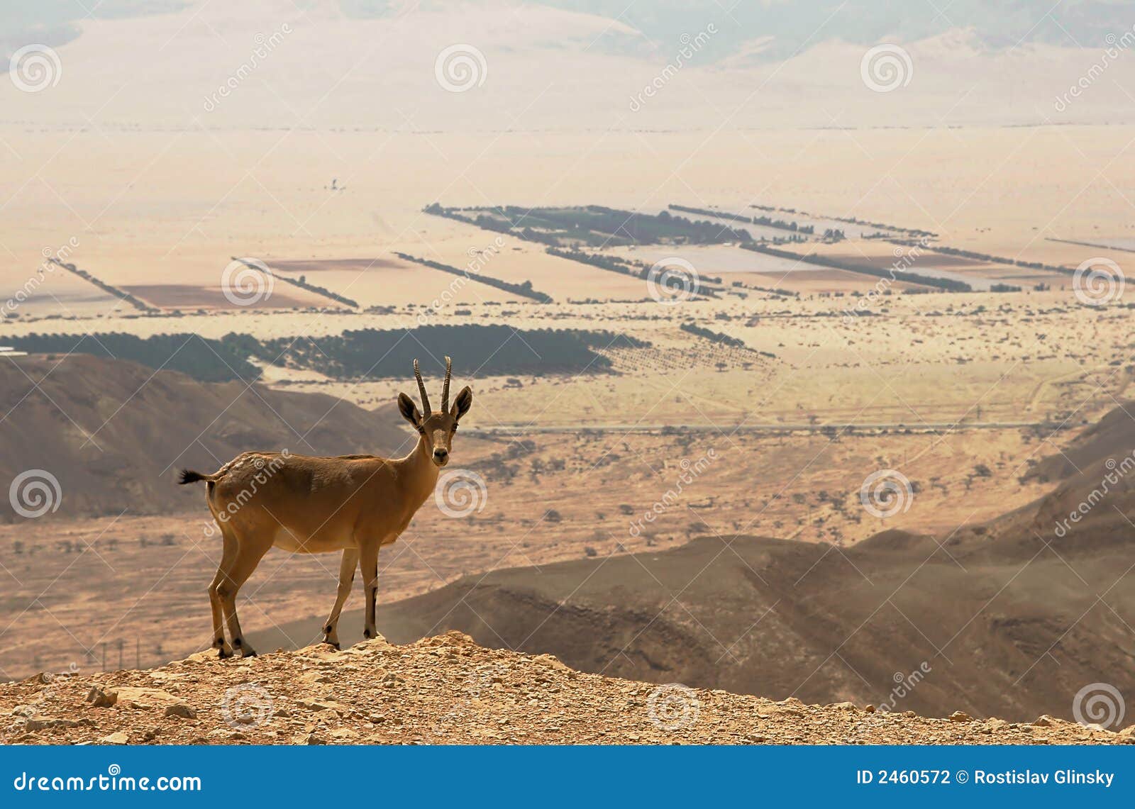 Ibex on the Cliff in Desert. Stock Photo - Image of land, natural: 2460572