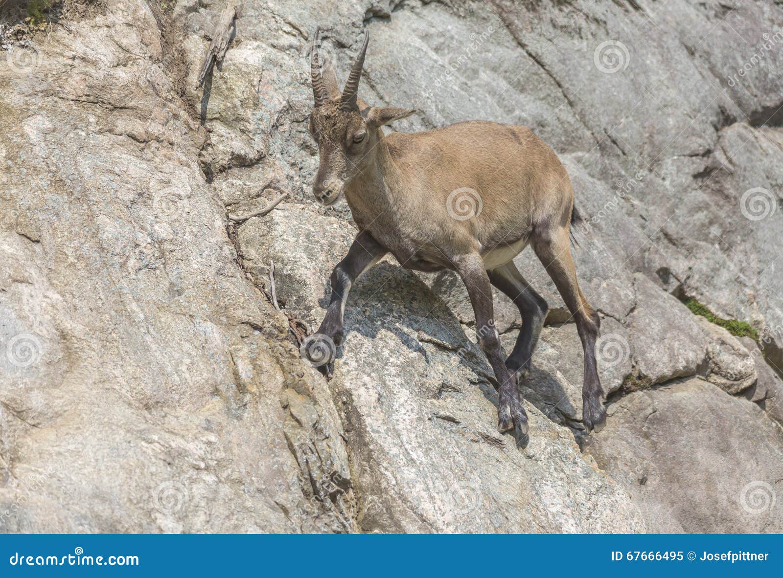 An ibex on a cliff stock image. Image of caribou, latrans - 67666495