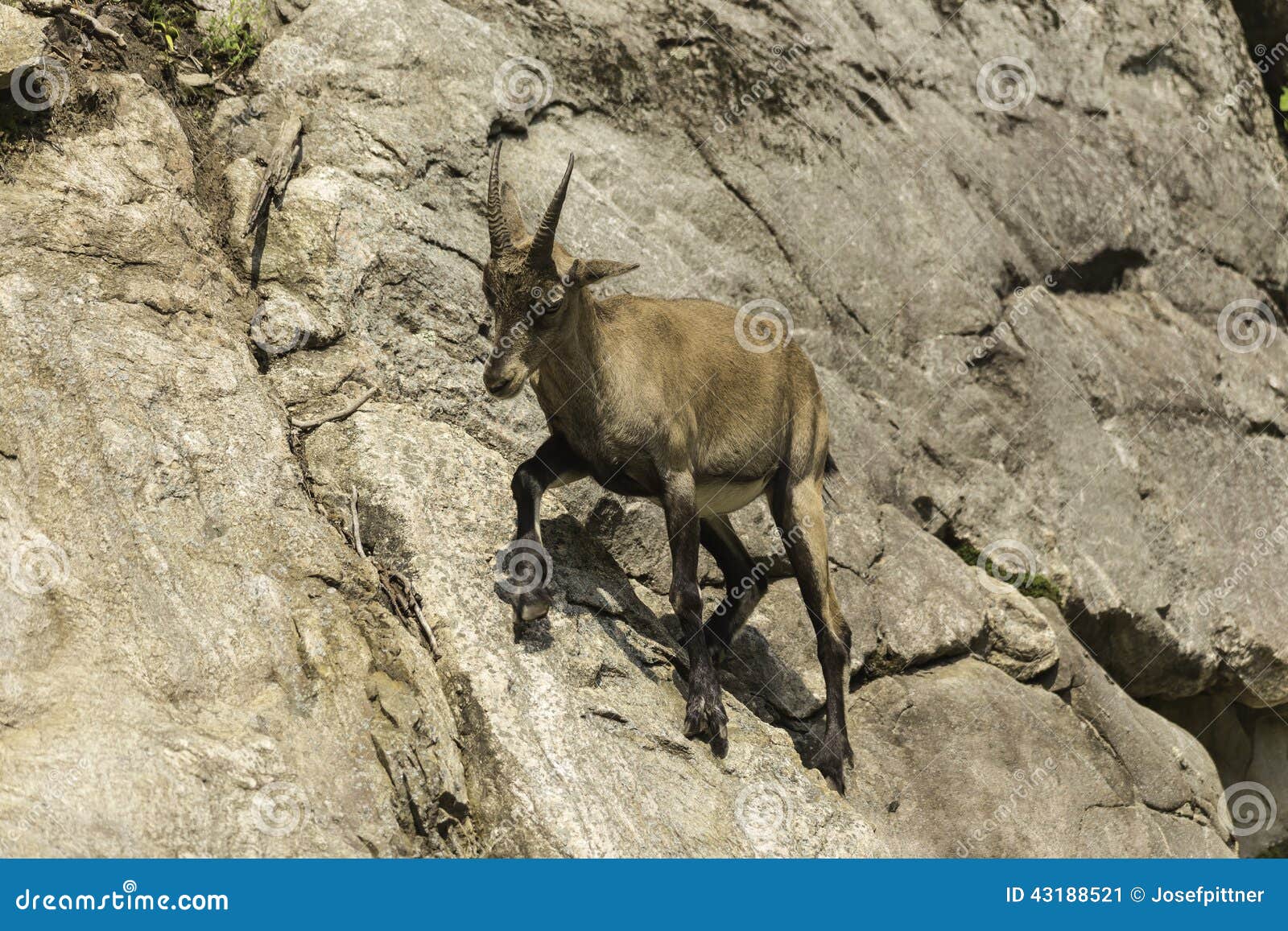 An Ibex on a cliff stock image. Image of land, negev - 43188521