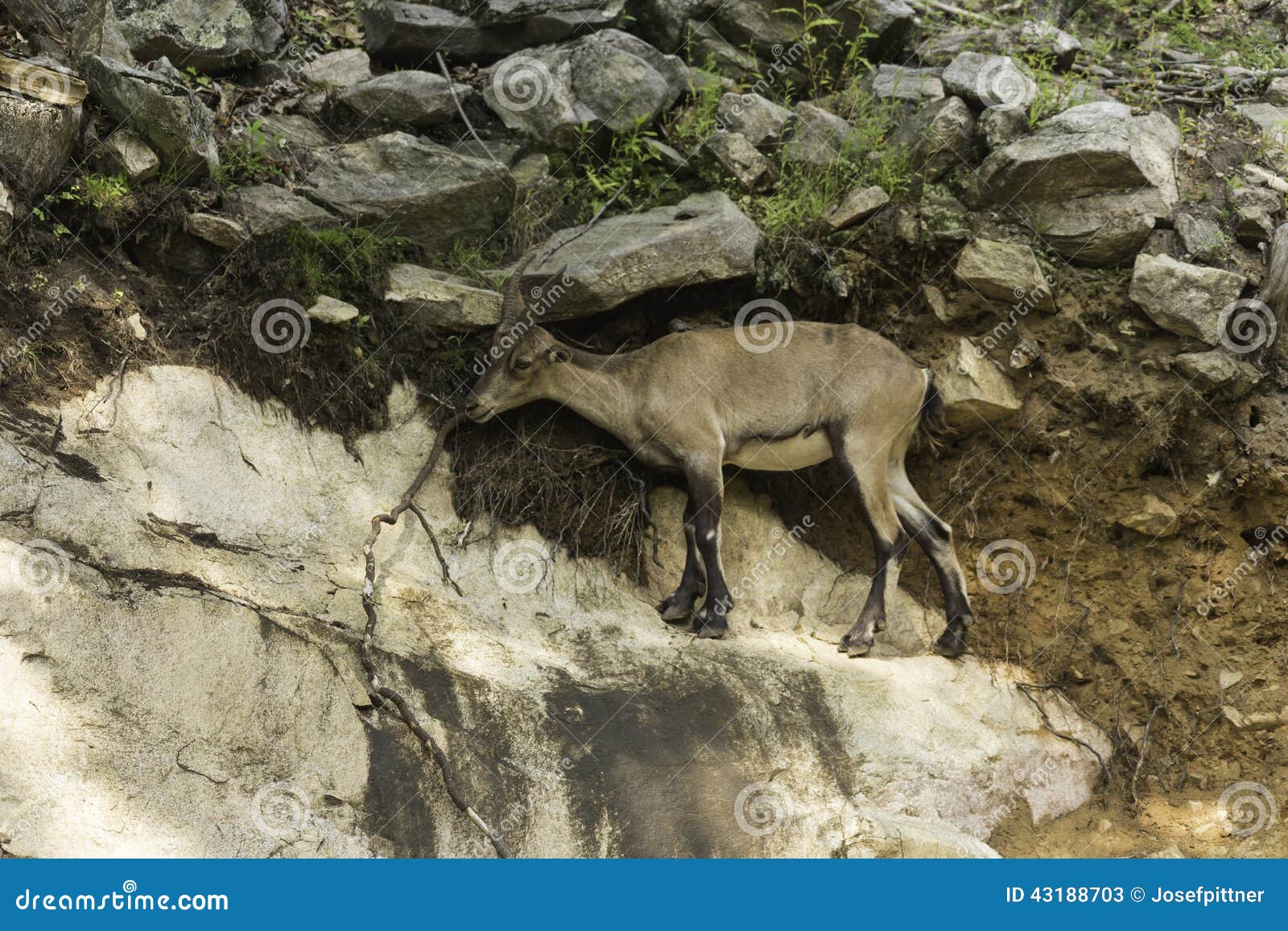 An Ibex On A Cliff Stock Image | CartoonDealer.com #43188619