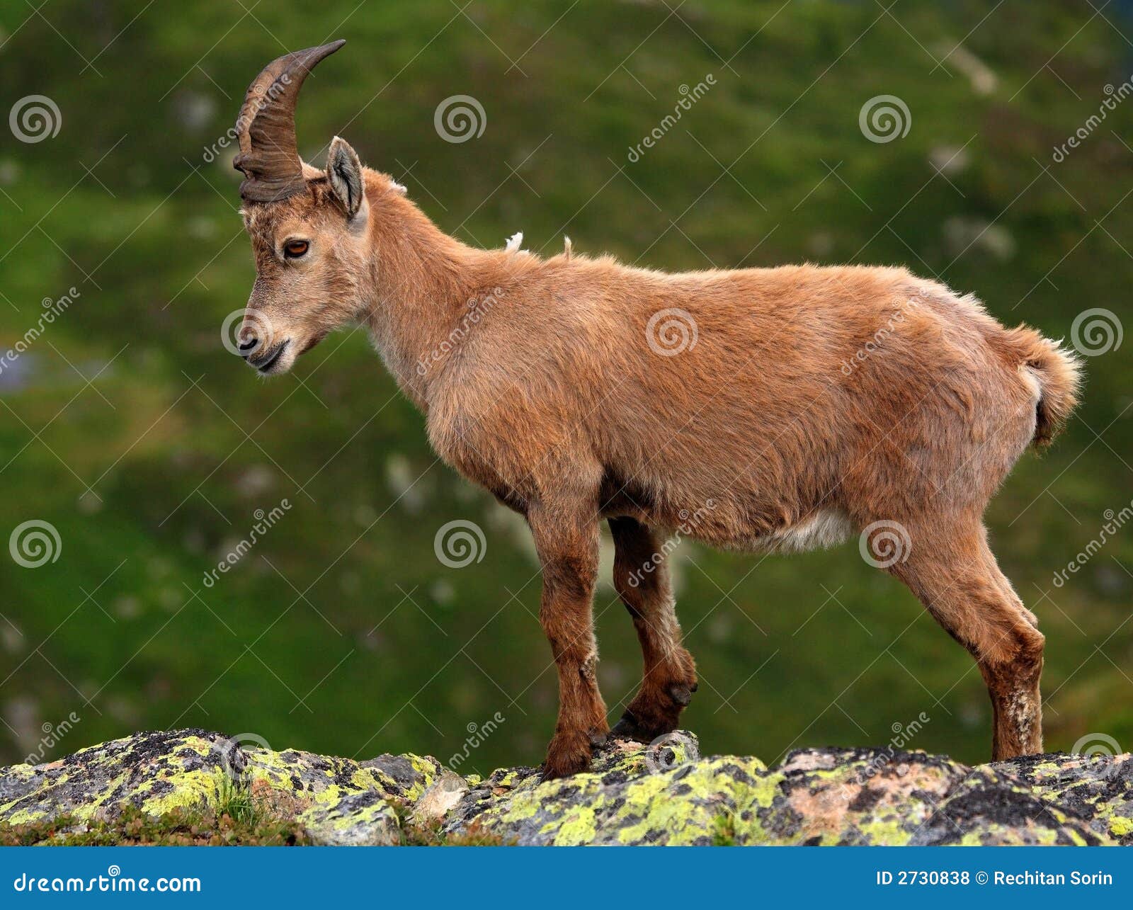 Ibex cub stock photo. Image of europe, habitat, mountains - 2730838