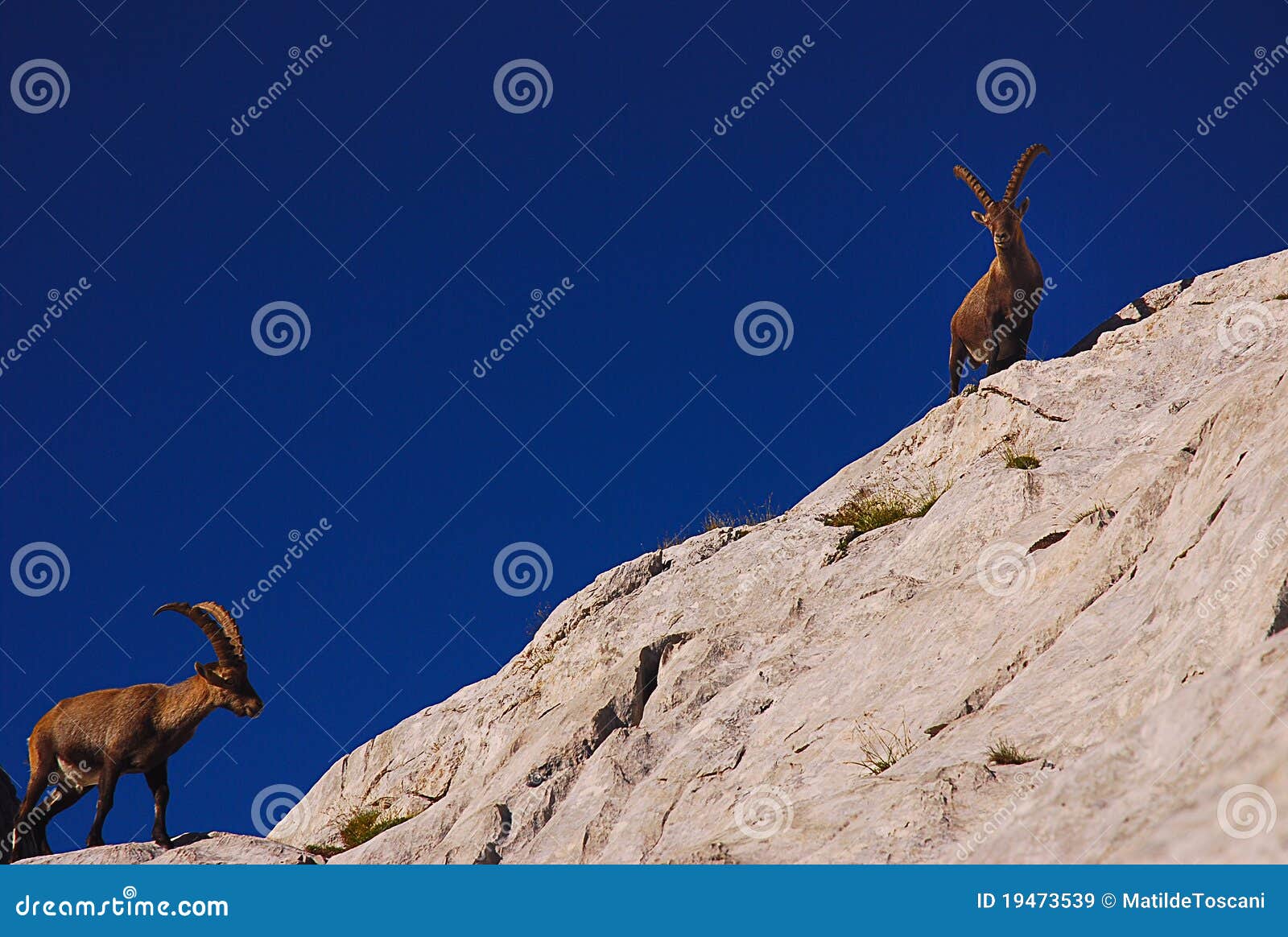 Ibex, Dolomites stock image. Image of mammals, animal - 19473539