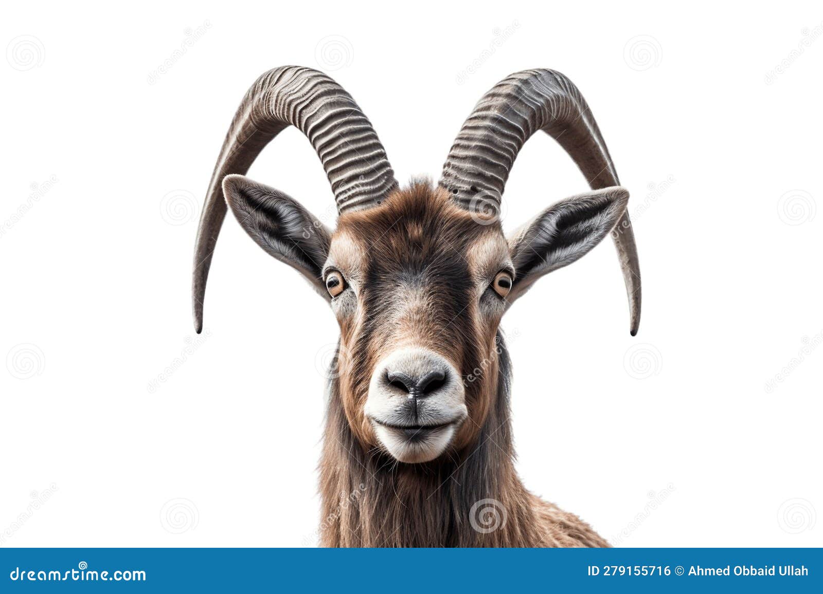 Ibex Face Shot Isolated on Transparent Background, Generative Ai Stock ...