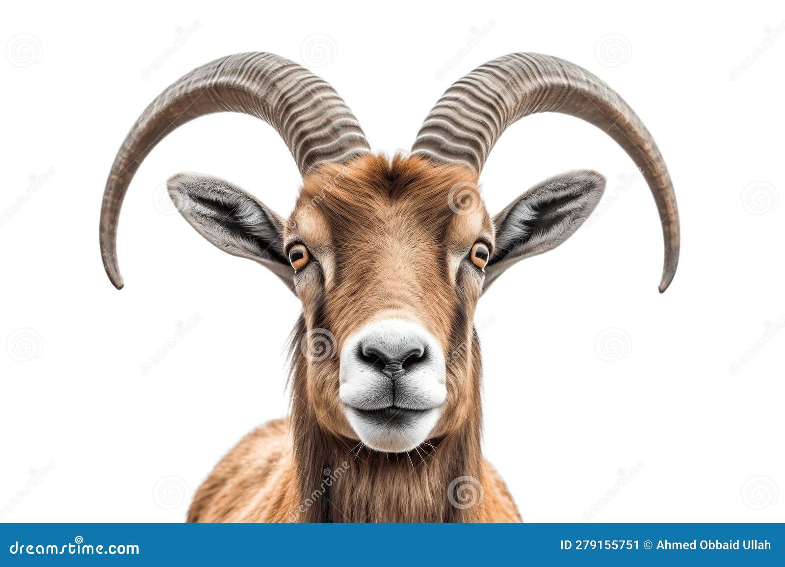 Ibex Face Shot Isolated on Transparent Background, Generative Ai Stock ...
