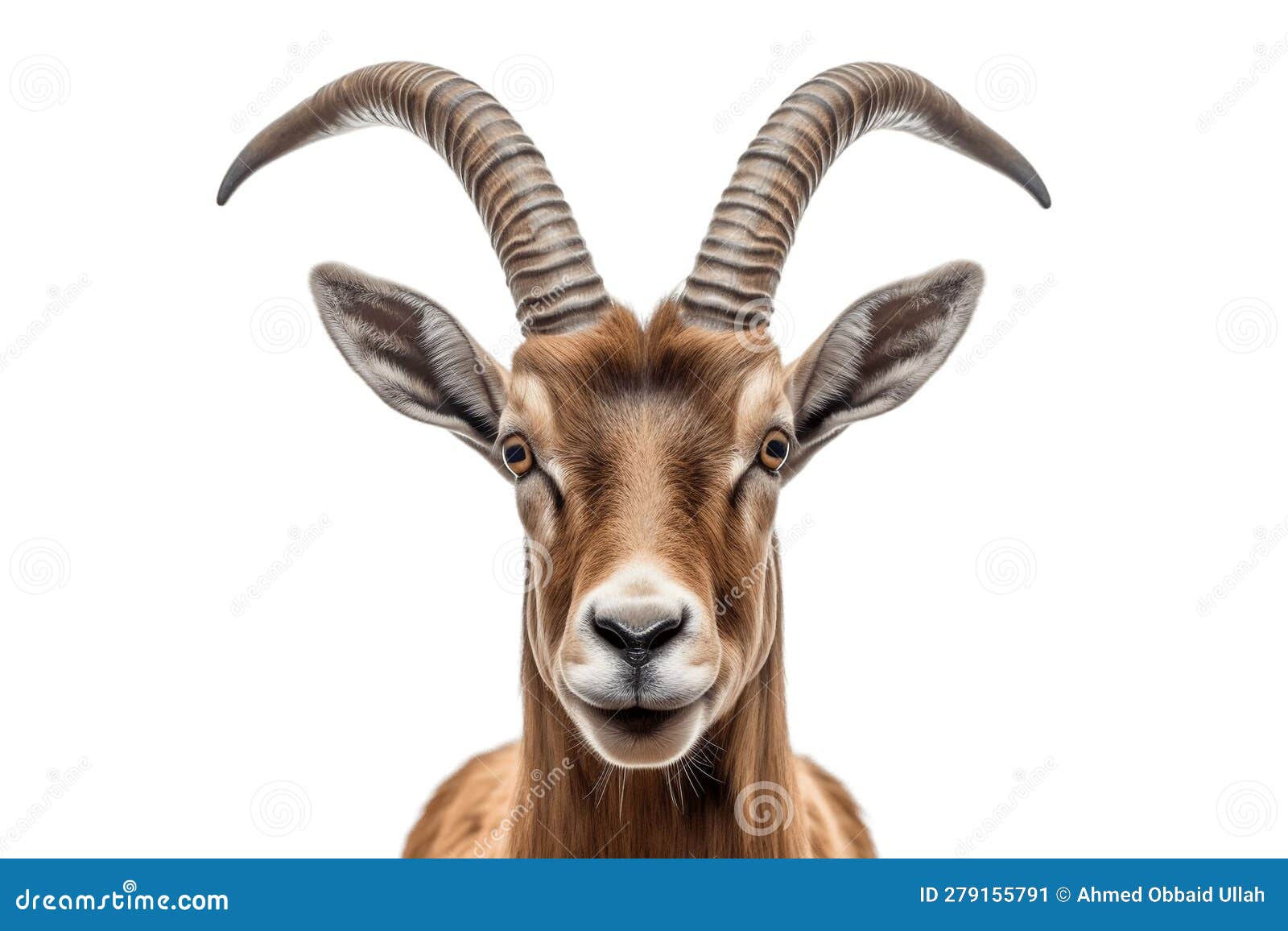 Ibex Face Shot Isolated on Transparent Background, Generative Ai Stock ...