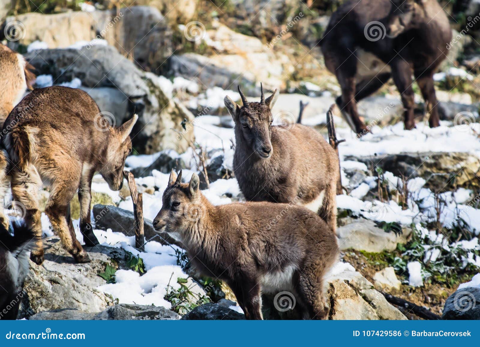 Group of Ibex in Winter Season Stock Photo - Image of alps, ibex: 107429586