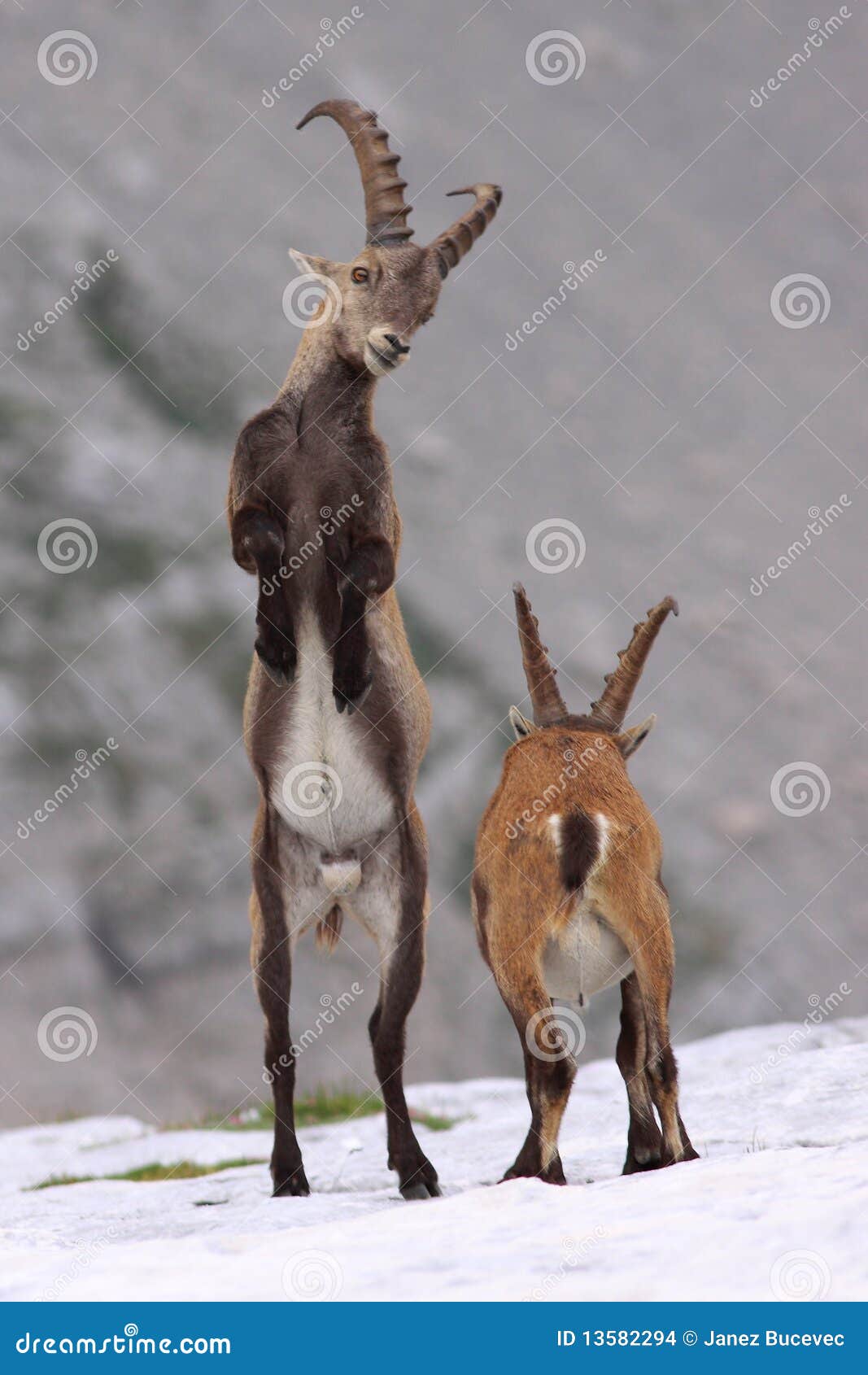 Ibex fight stock photo. Image of capricorn, horn, behaviour - 13582294