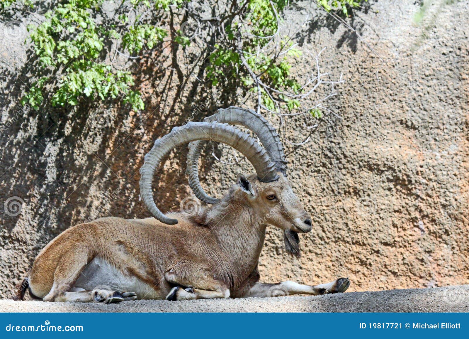 Ibex Goat stock image. Image of animals, head, creatures - 19817721