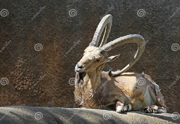 Ibex Goat stock photo. Image of endangered, creature - 19817730
