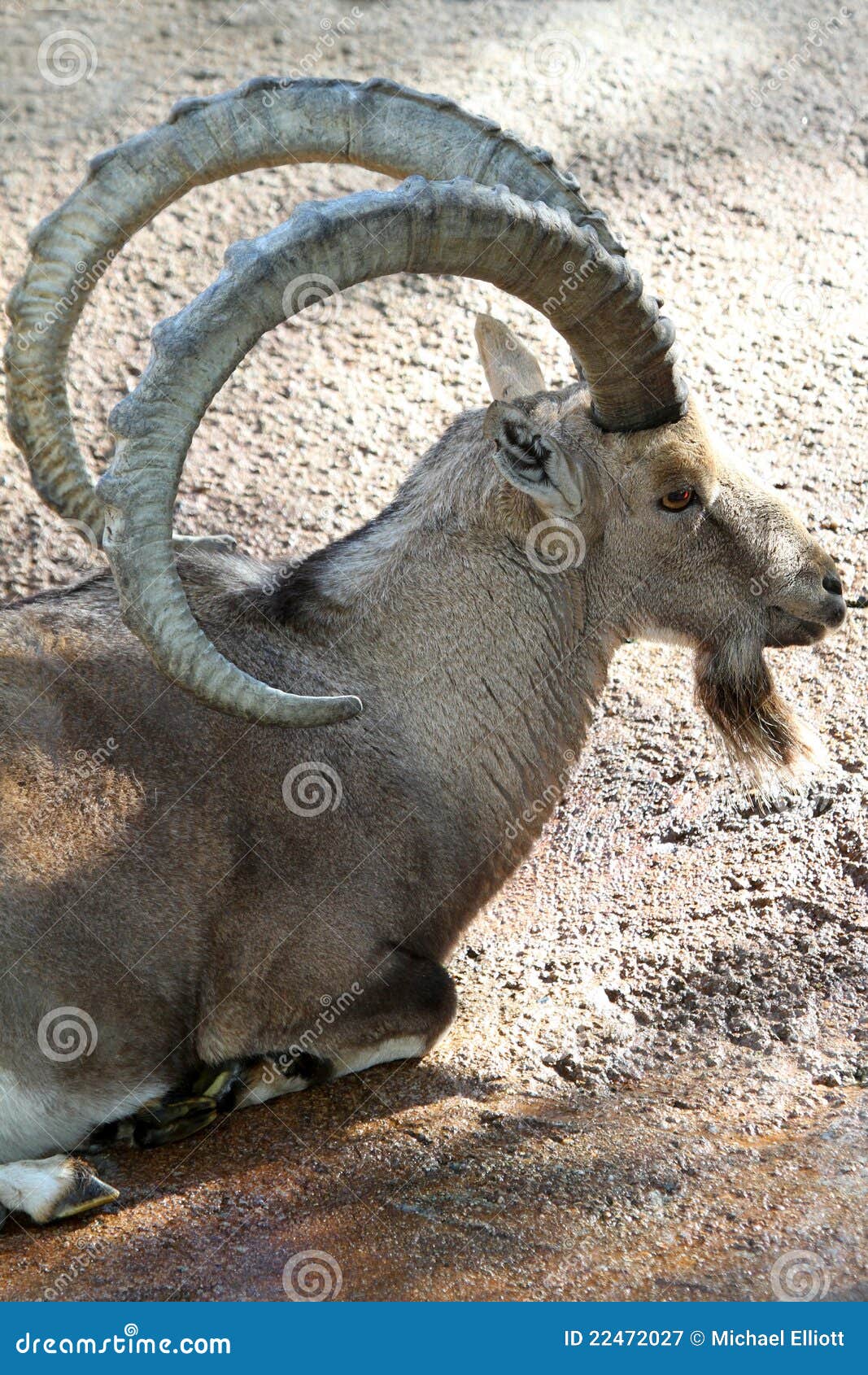 Ibex Goat stock image. Image of mountain, alone, europe - 22472027