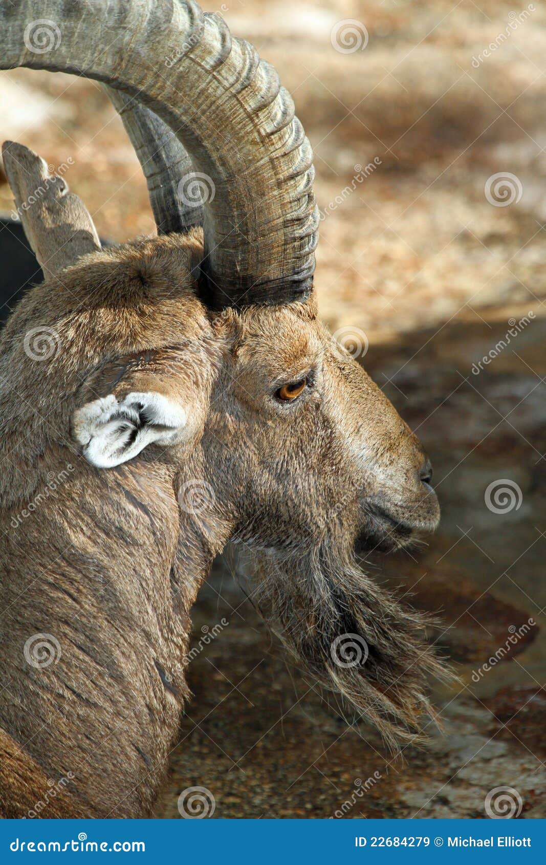 Ibex Goat stock image. Image of capra, circular, animal - 22684279