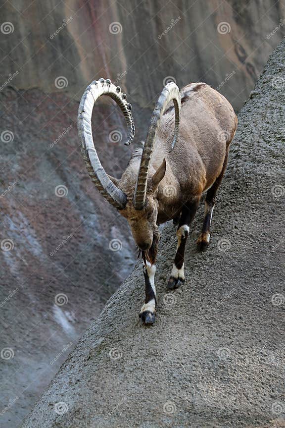 Ibex Goat stock photo. Image of horns, creature, buck - 22684310