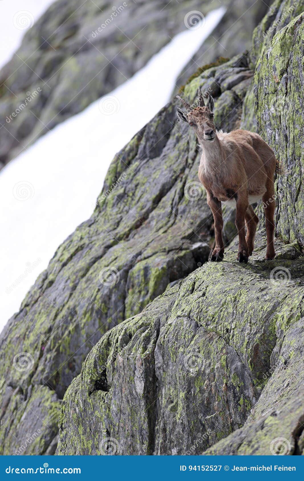 Ibex goat high on a cliff stock image. Image of alps - 94152527