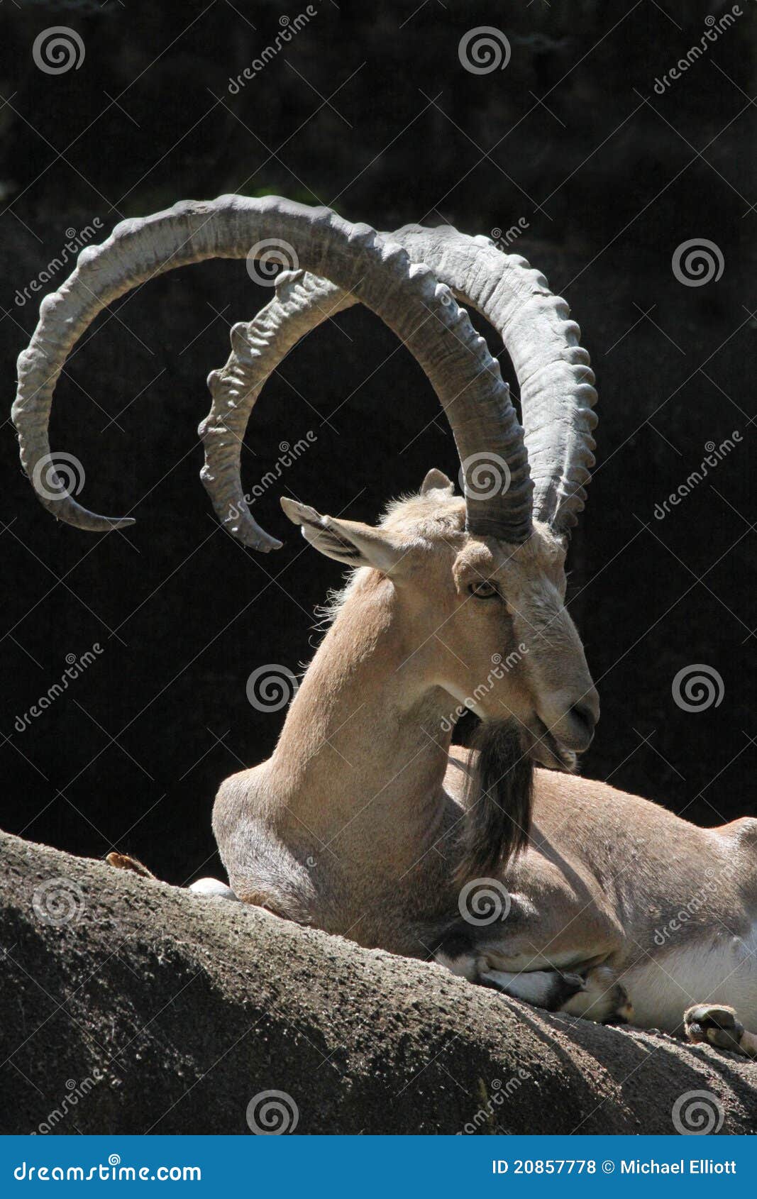 Ibex Goats stock photo. Image of buck, highland, competitor - 20857778