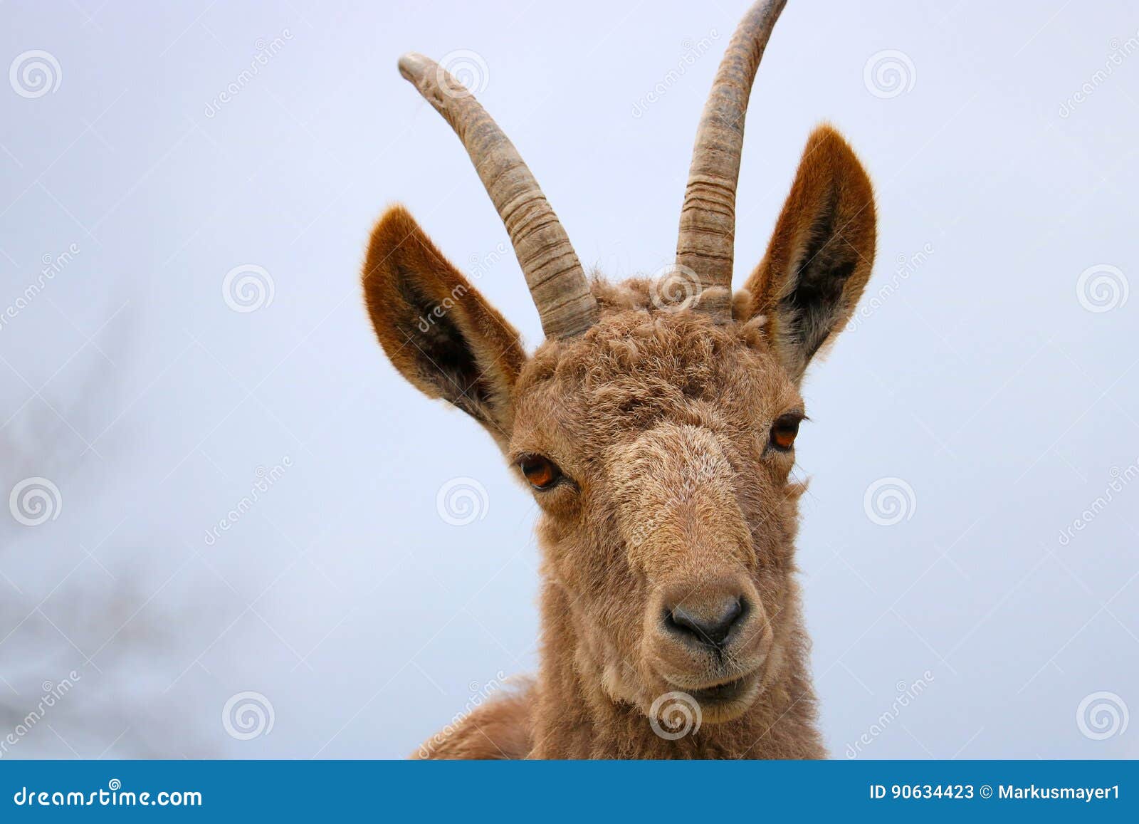 Ibex stock image. Image of head, frontal, antlers, female - 90634423