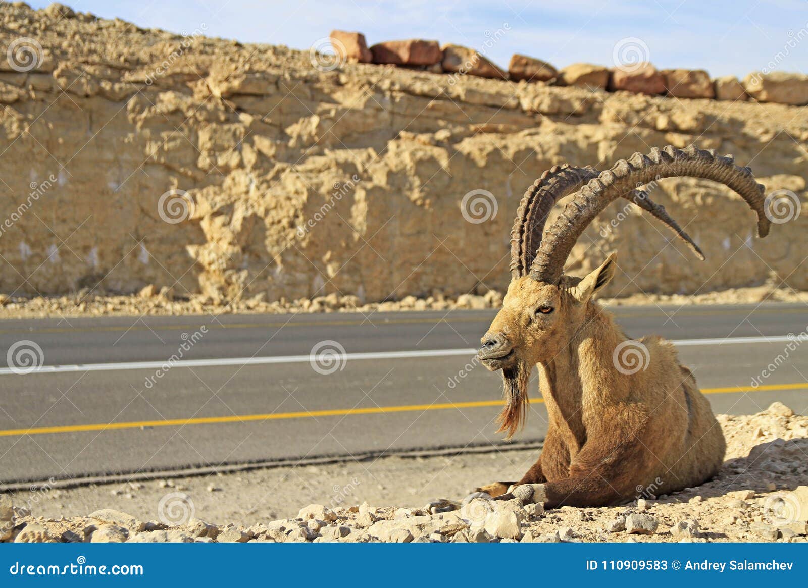 Ibex at the Highway in the Negev Desert Stock Image - Image of ...