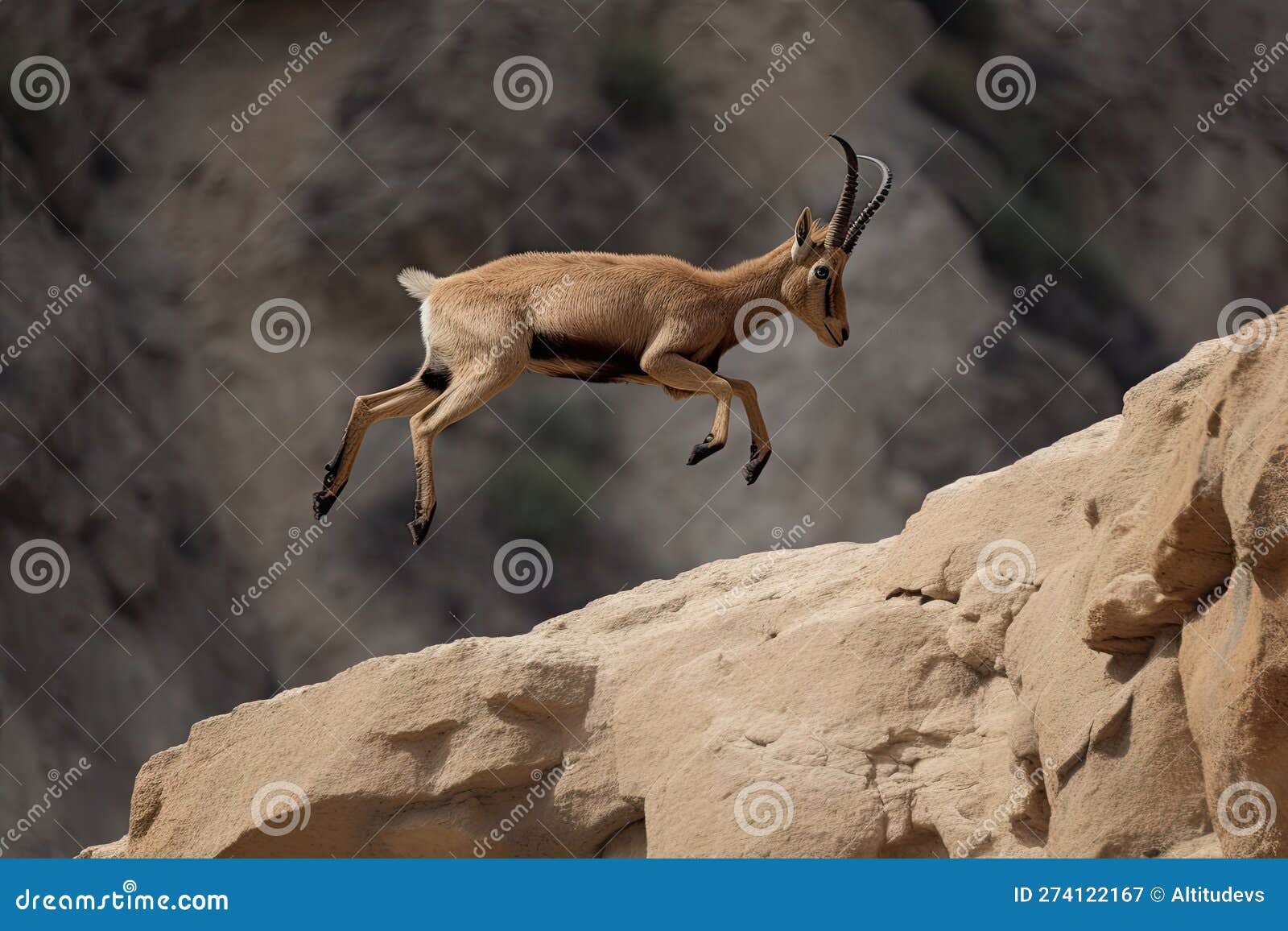 Ibex Jumping From Cliffside, With Its Legs Splayed In Mid-air Stock ...