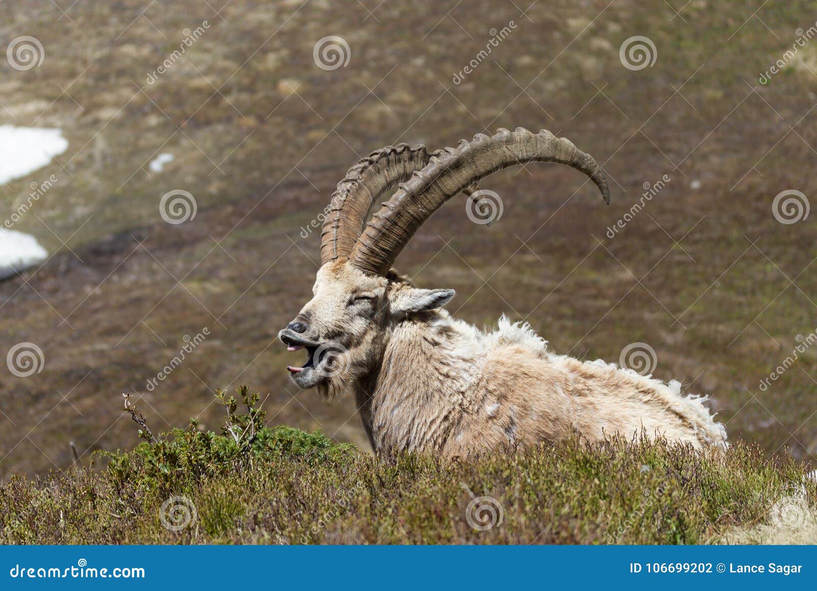 Ibex Laughing stock photo. Image of animal, bouqetin - 106699202
