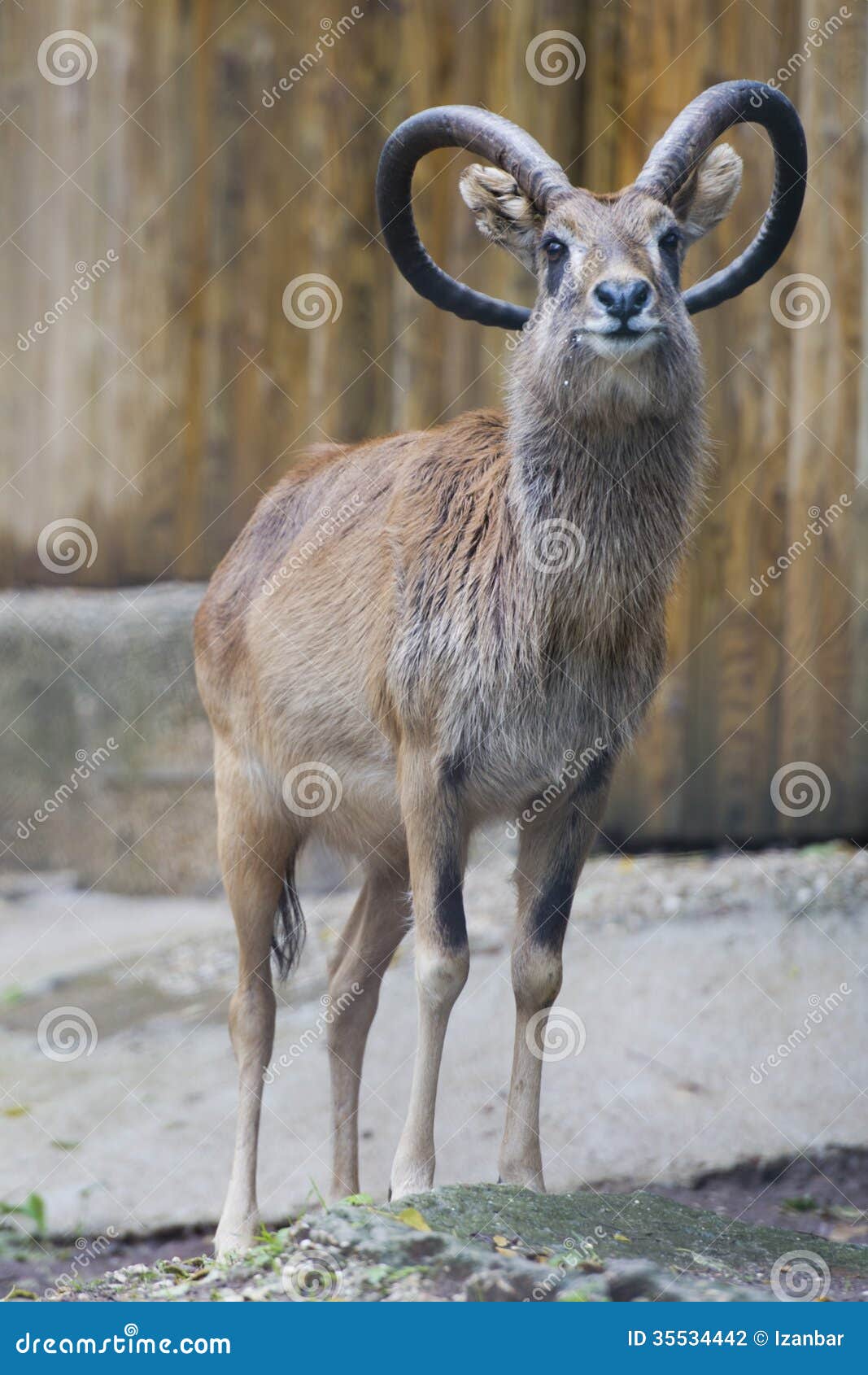 Ibex long horn sheep deer stock photo. Image of natural - 35534442