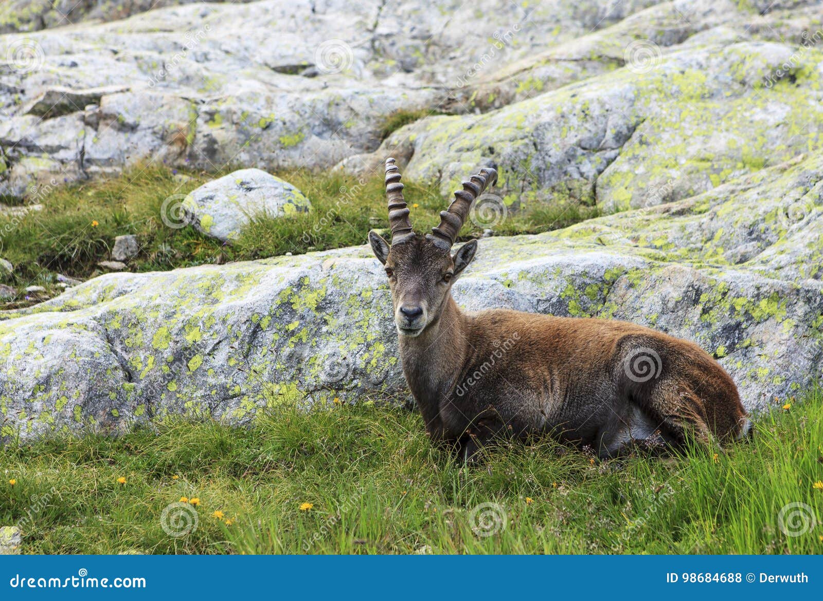 Ibex lying on the ground stock photo. Image of rock, wilderness - 98684688