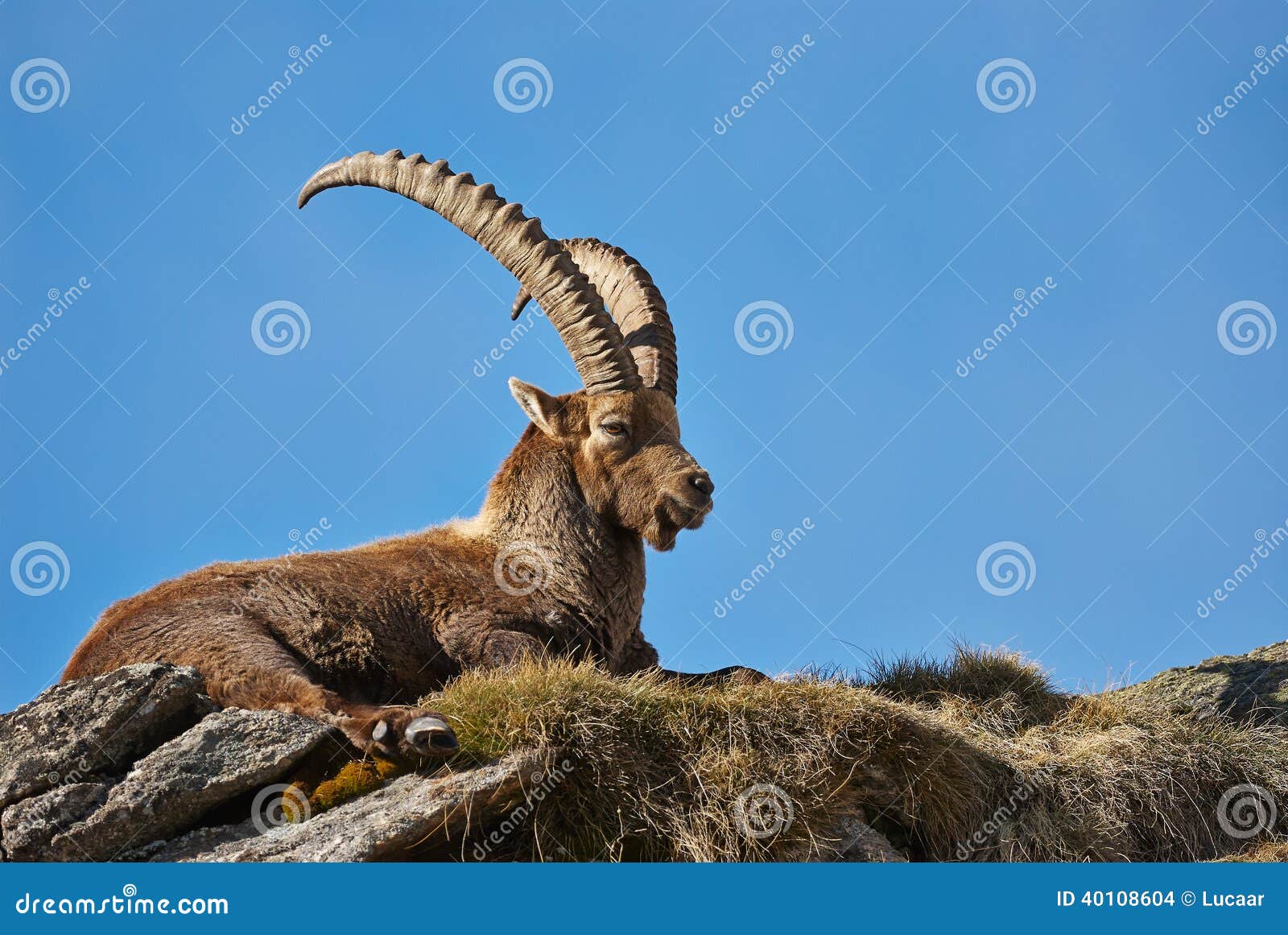 Ibex stock photo. Image of italy, animal, mammal, hairy - 40108604