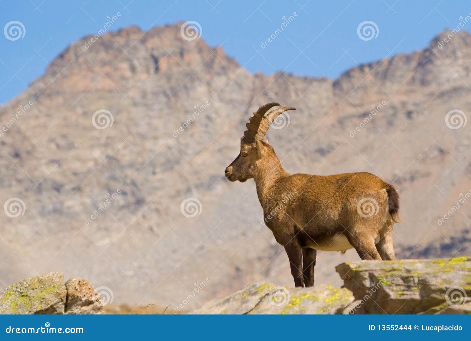 Ibex Male with High Mountain Background Stock Photo - Image of ibex ...
