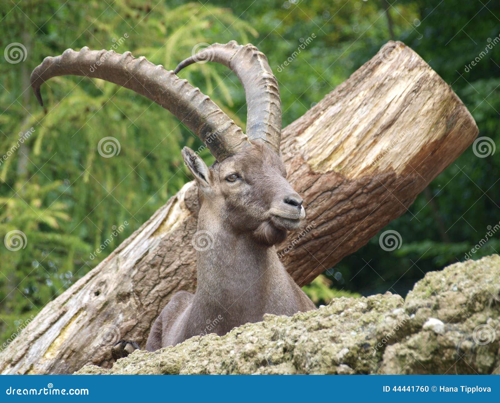 Ibex Mountain or Alpine (Capra Ibex) Stock Photo - Image of fauna ...