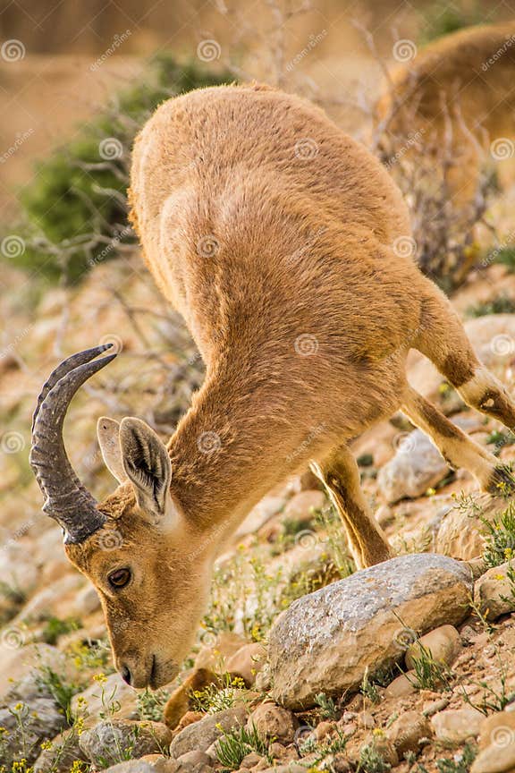 Ibex in the nature stock photo. Image of genus, wild - 56314650