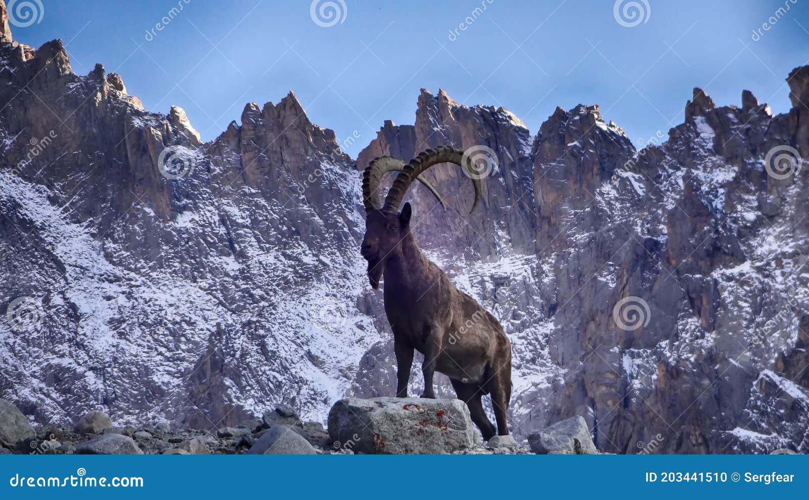 Ibex, Range of Ala Too Mountains in Kyrgyzstan. Stock Photo - Image of ...