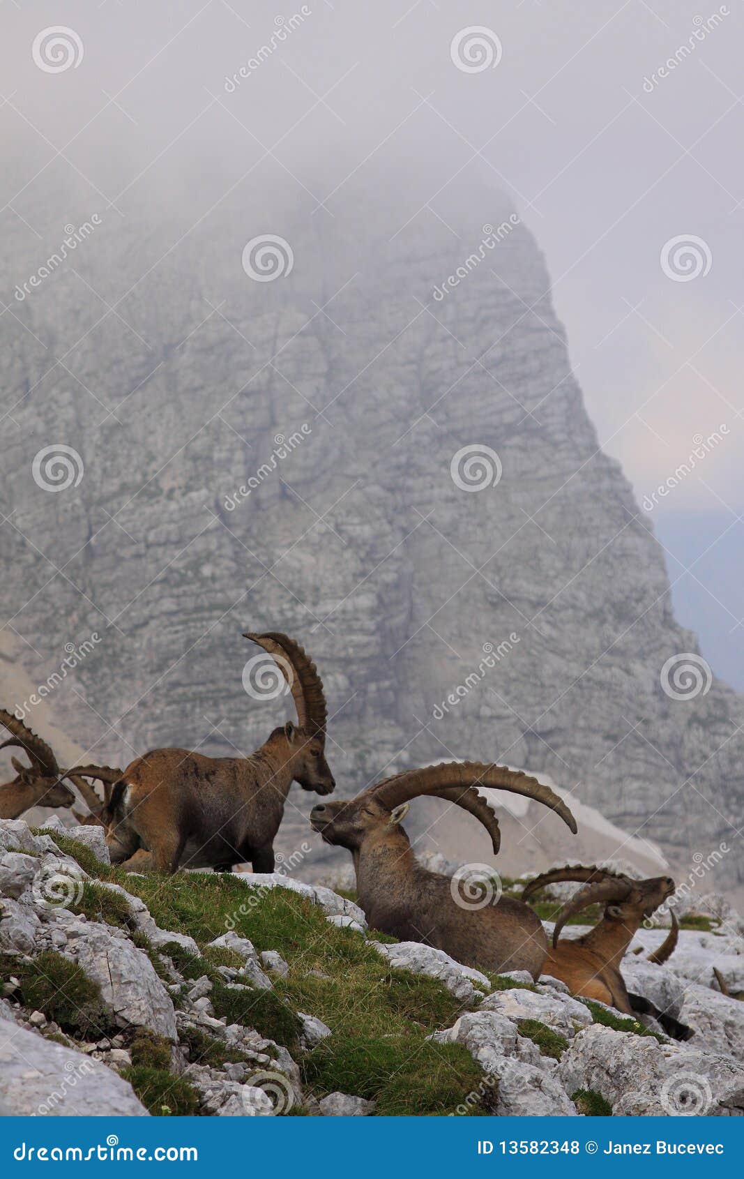 Collection of Alpine Ibex Photos - Dreamstime ID:12890